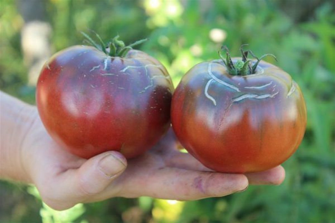 Tasmanian Chocolate, Dwarf Tomato, Heirloom Garden Seeds Vegetable ...