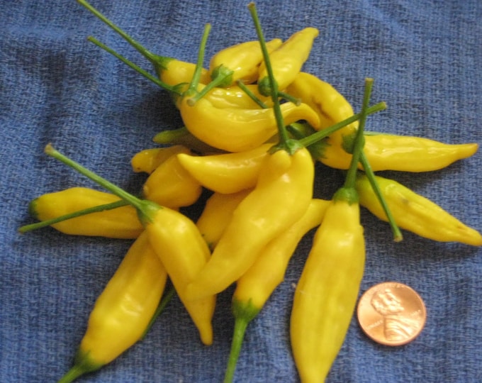 Aji Orange Drop Limon Kellu Uchu Chile Heirloom Pepper Premium Seed ...