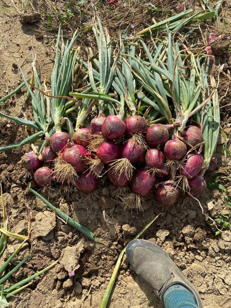Rossa Di Milano Onion Seeds: Italian Heirloom Non GMO - Etsy
