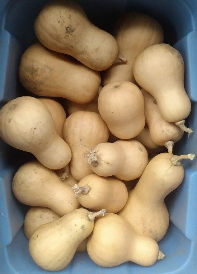 Sonca Orange Butternut Squash Seeds: Hungarian Heirloom, Non-gmo - Etsy