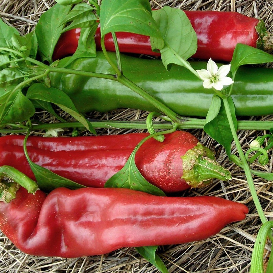 Piment fort Graines de piment Big Jim Numex Graines Heirloom ...