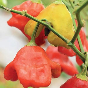 Cambuchi, Hot Pepper, Heirloom Garden Seeds Open Pollinated Container ...