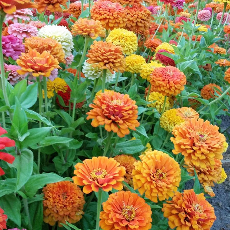 Giant Zinnia - Etsy