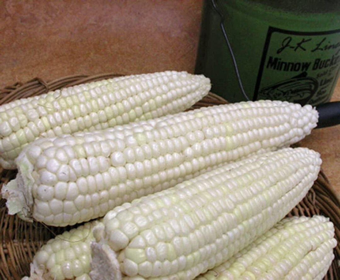 Stowell's Evergreen, Sweet Corn, Heirloom Garden Seeds Open Pollinated Gardening Non-gmo King of ...