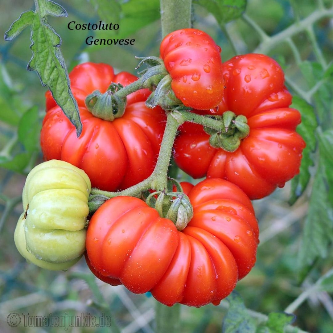 Costoluto Genovese Tomato Seeds: Italian Heirloom, Open Pollinated - Etsy
