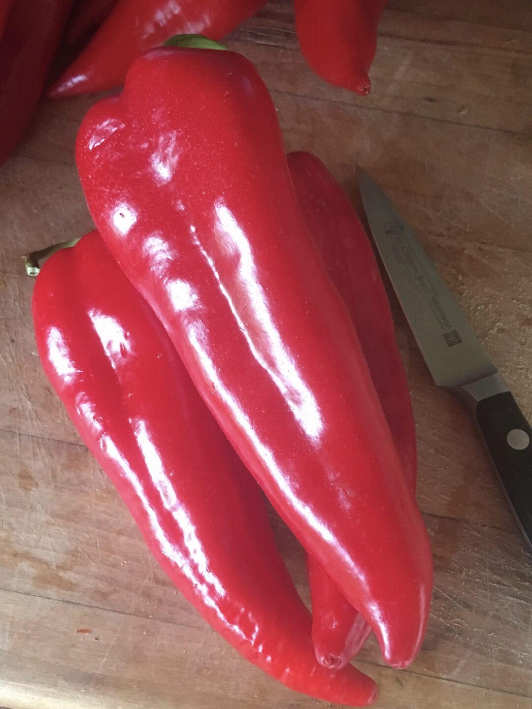 Chervena Chushka Pepper Seeds: Bulgarian Heirloom Sweet Roasting Pepper ...