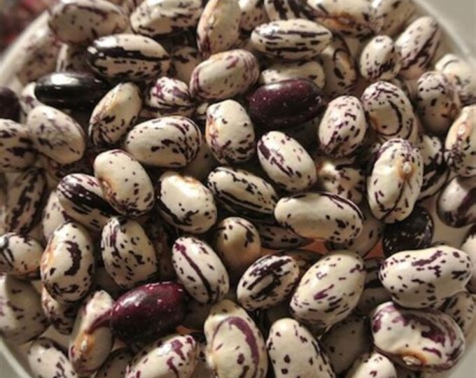 Beans Khabarovsk Pole Dry Bean-rare Russian Variety Heirloom Seeds Open ...