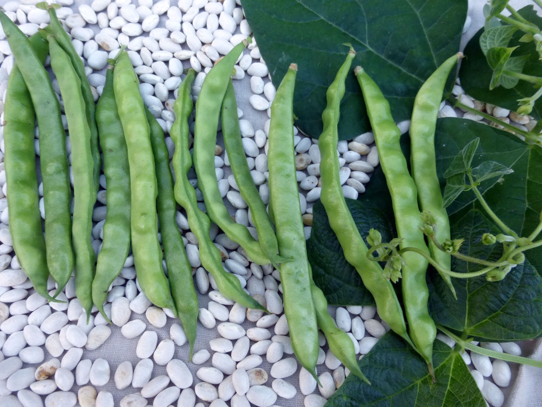 Cherokee Greasy, Snap Pole Bean, Cherokee Heirloom Garden Seeds Open ...