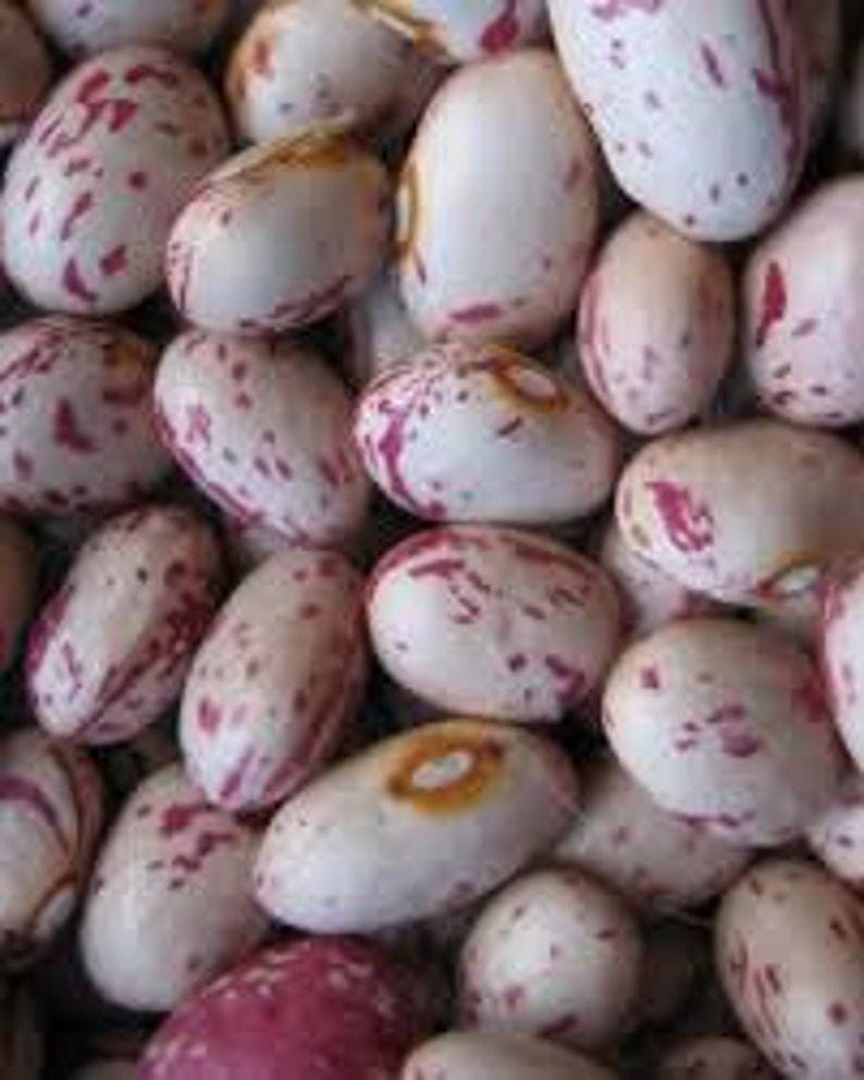 Lina Sisco's Bird Egg Bean Seeds: Missouri Heirloom, Open Pollinated - Etsy