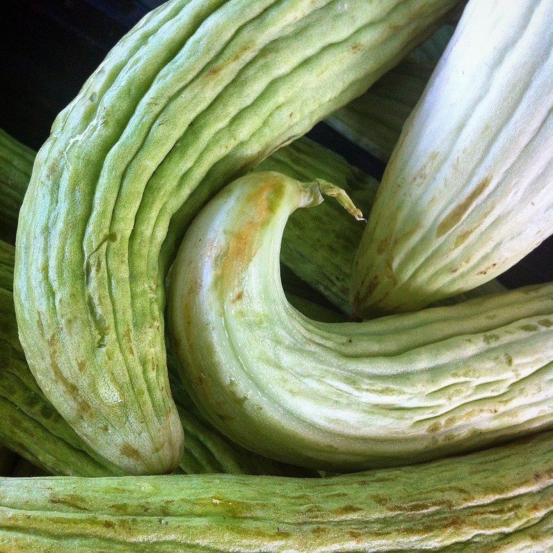 Cucumber Painted Serpent Striped Yard Long Armenian Cucumber 30 Seeds ...
