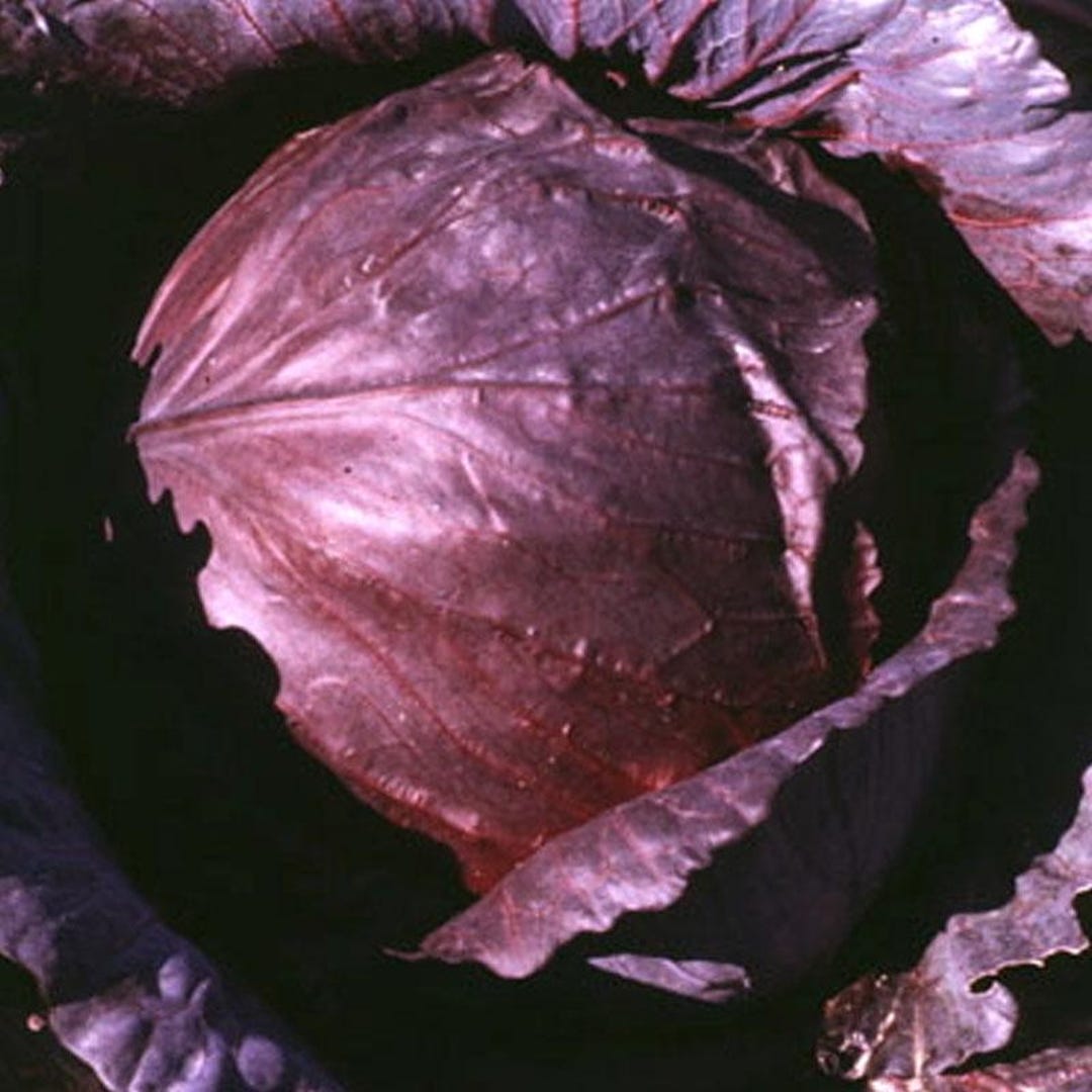 Red Express, Cabbage, Organic Heirloom Garden Cabbage Seeds - Non-gmo ...