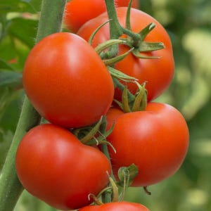Climbing Triple Crop Tomato Seeds: Italian Heirloom, Open Pollinated - Etsy