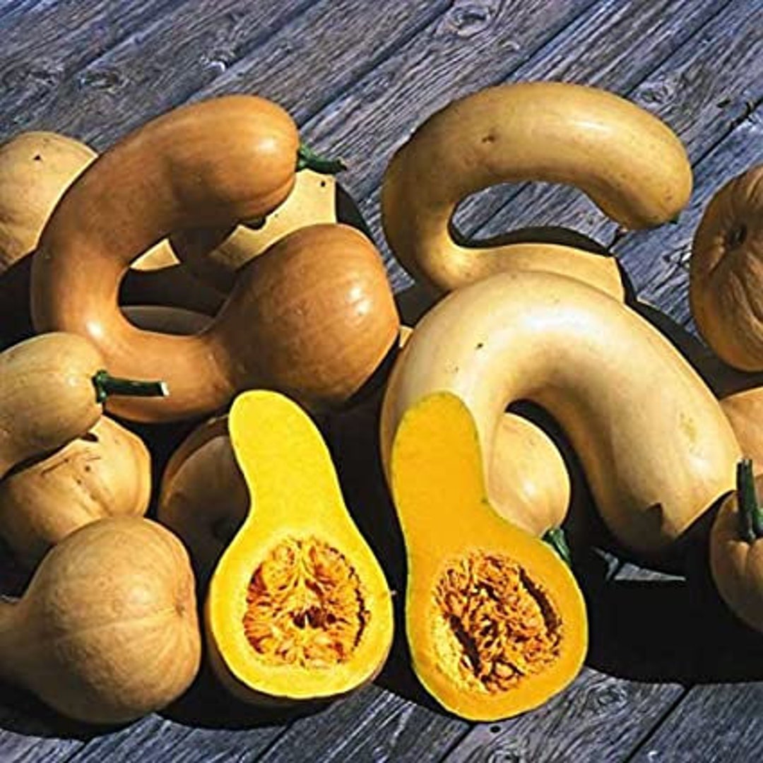 Pennsylvania Dutch Crookneck, Winter Squash, Heirloom Garden Seeds ...