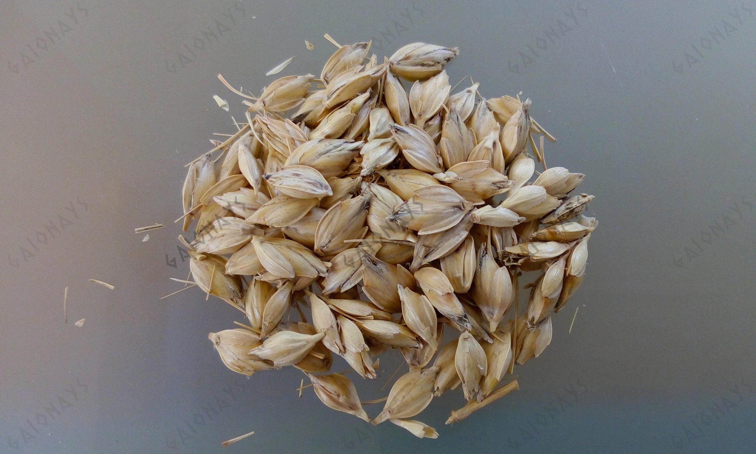 Emmer Wheat Seeds: 550+ Heirloom Grain Seeds - Non-gmo - Etsy