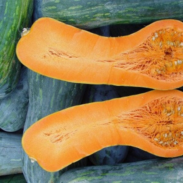 Winter Squash - Etsy
