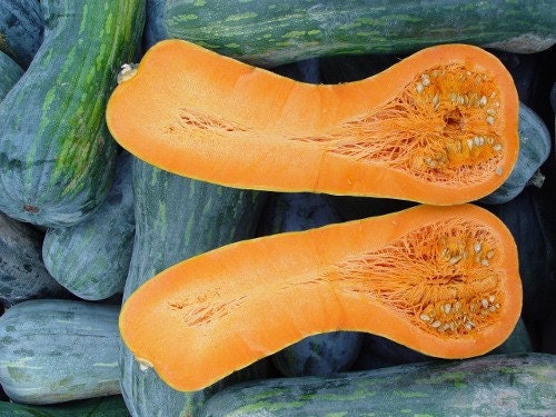 Lunga Di Napoli Winter Squash Seeds: Italian Heirloom, Non-gmo - Etsy