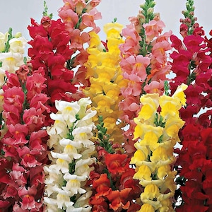 Snapdragon- Tall Spur Mix Seeds -deluxe Tall Mixed Colors - Heirloom - Etsy