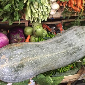 Lunga Di Napoli Winter Squash Seeds: Italian Heirloom, Non-gmo - Etsy