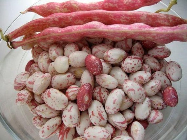Lina Sisco's Bird Egg Bean Seeds: Missouri Heirloom, Open Pollinated - Etsy