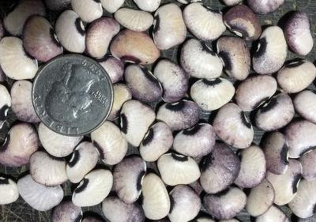 Alabama Black Eye, Pole Lima Butter Bean, Alabama Heirloom Garden Seeds ...