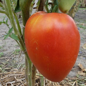 Jory Oxheart Tomato Seeds: Heirloom, Early Harvest, Organic - Etsy