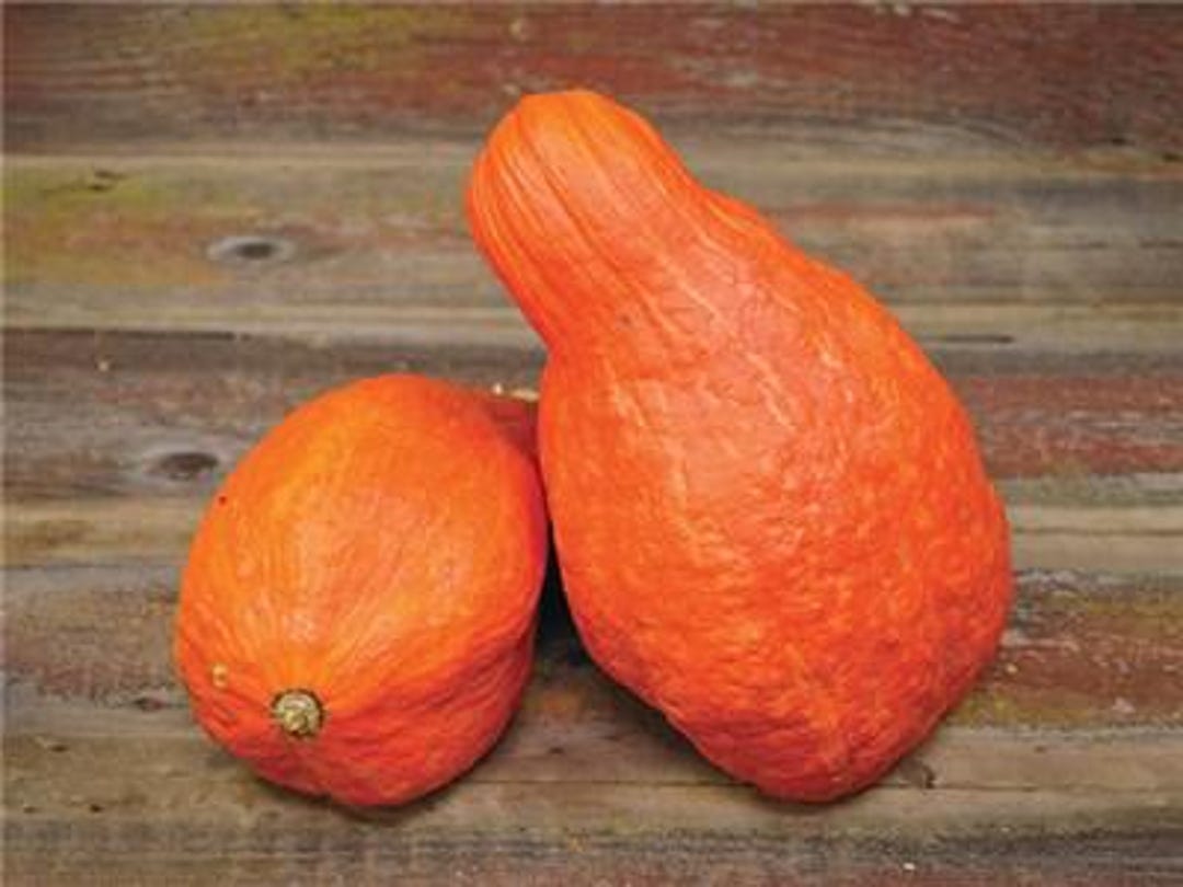 Boston Marrow, Winter Squash, Heirloom Garden Seeds Open Pollinated ...