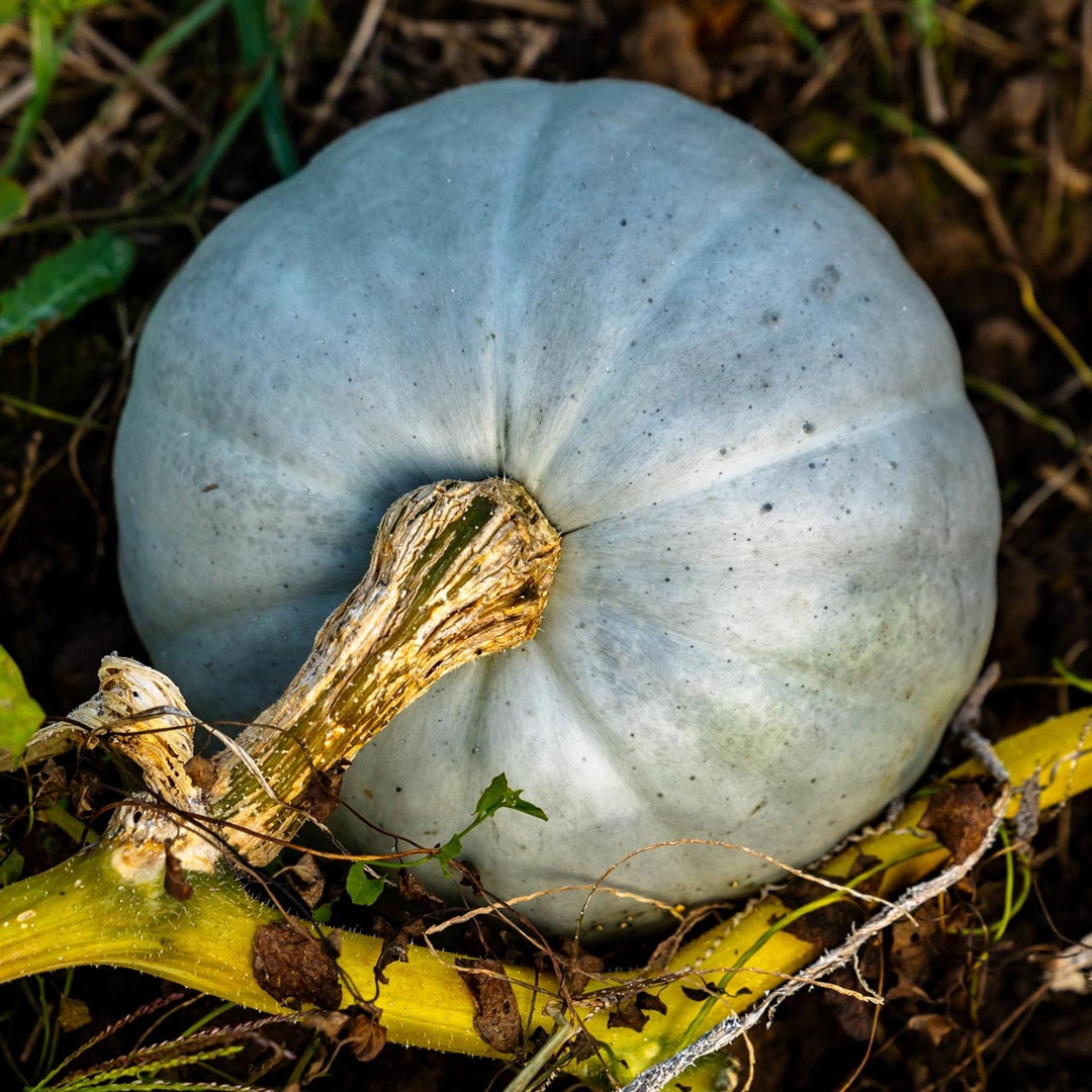 Hungarian Blue Pumpkin Seeds: Heirloom Winter Squash - Etsy