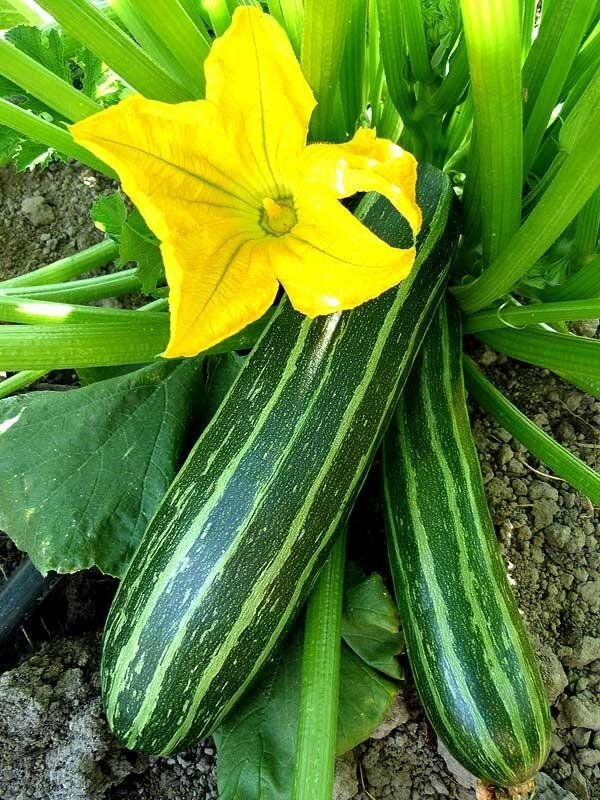 Summer Squash Italian Striped Zucchini Seeds 15 Heirloom Seeds ...