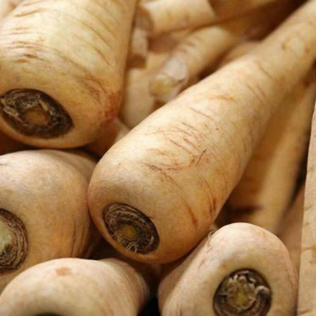 Harris Model, Parsnip, Heirloom Garden Seeds Open Pollinated Container ...