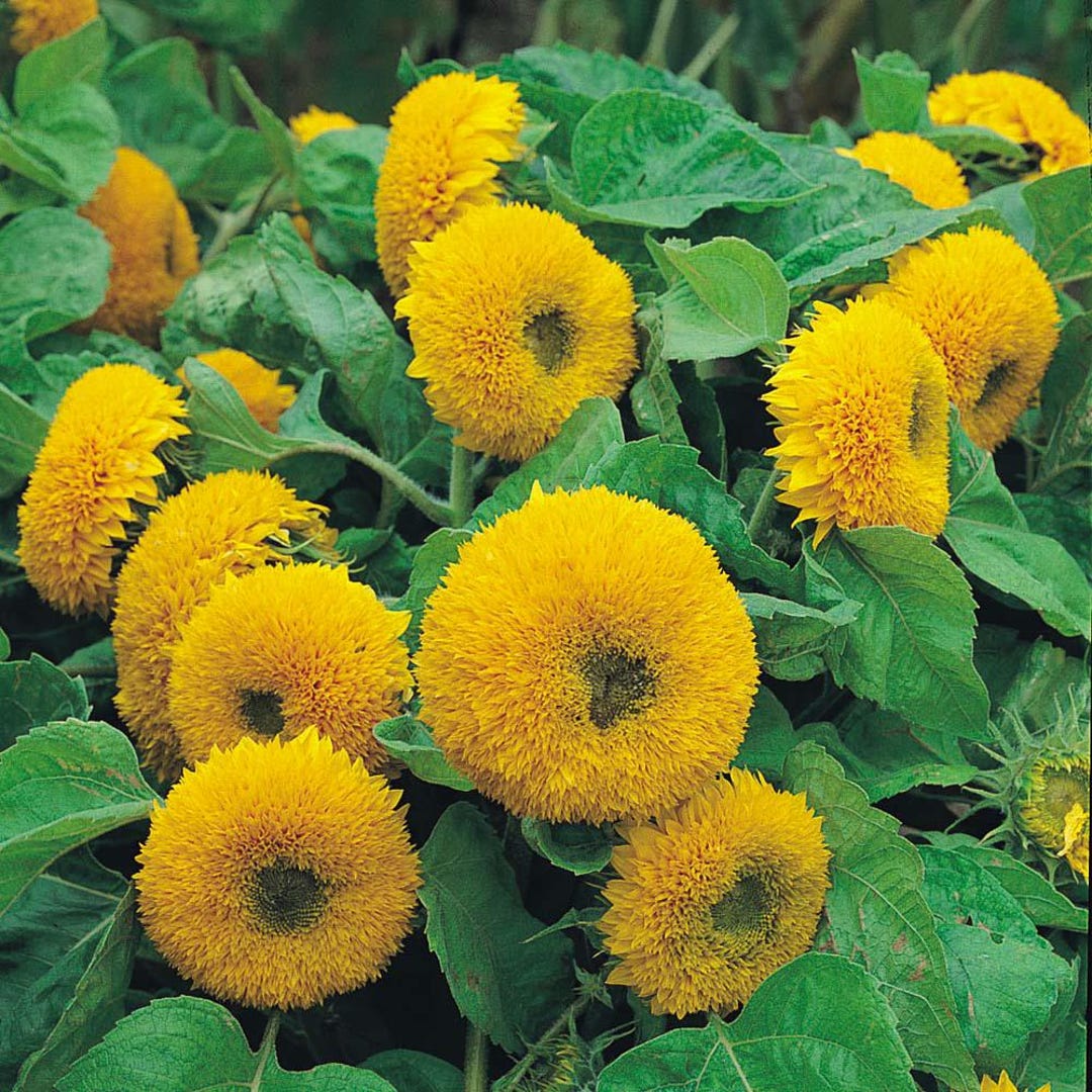 Dwarf Sungold Double Sunflower Seeds, Flower Seeds, Non GMO, Open ...