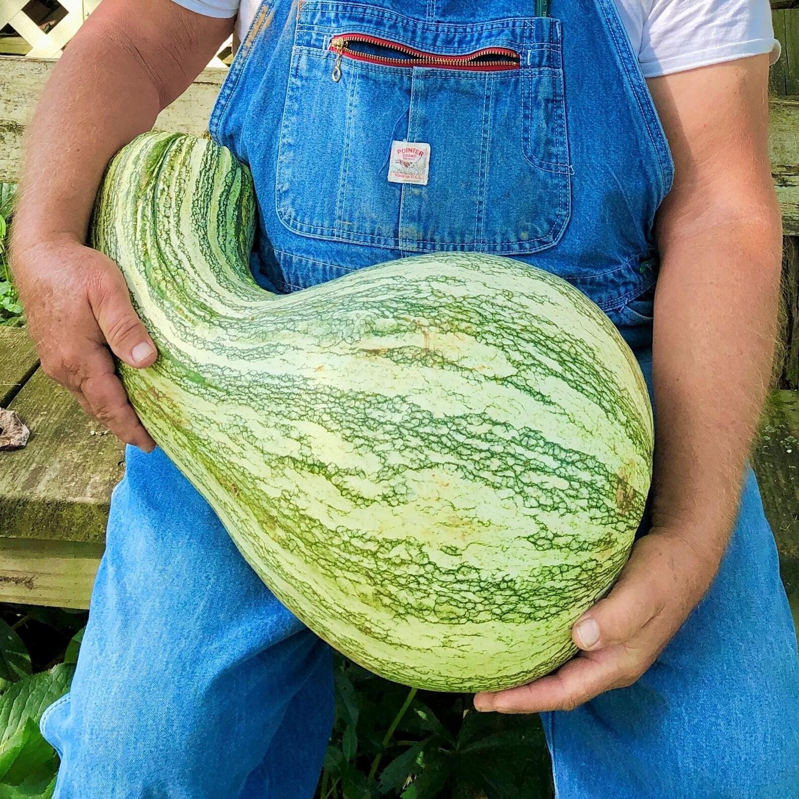 Hopi Three Sisters Seed Collection: Native American Corn, Beans, Squash ...