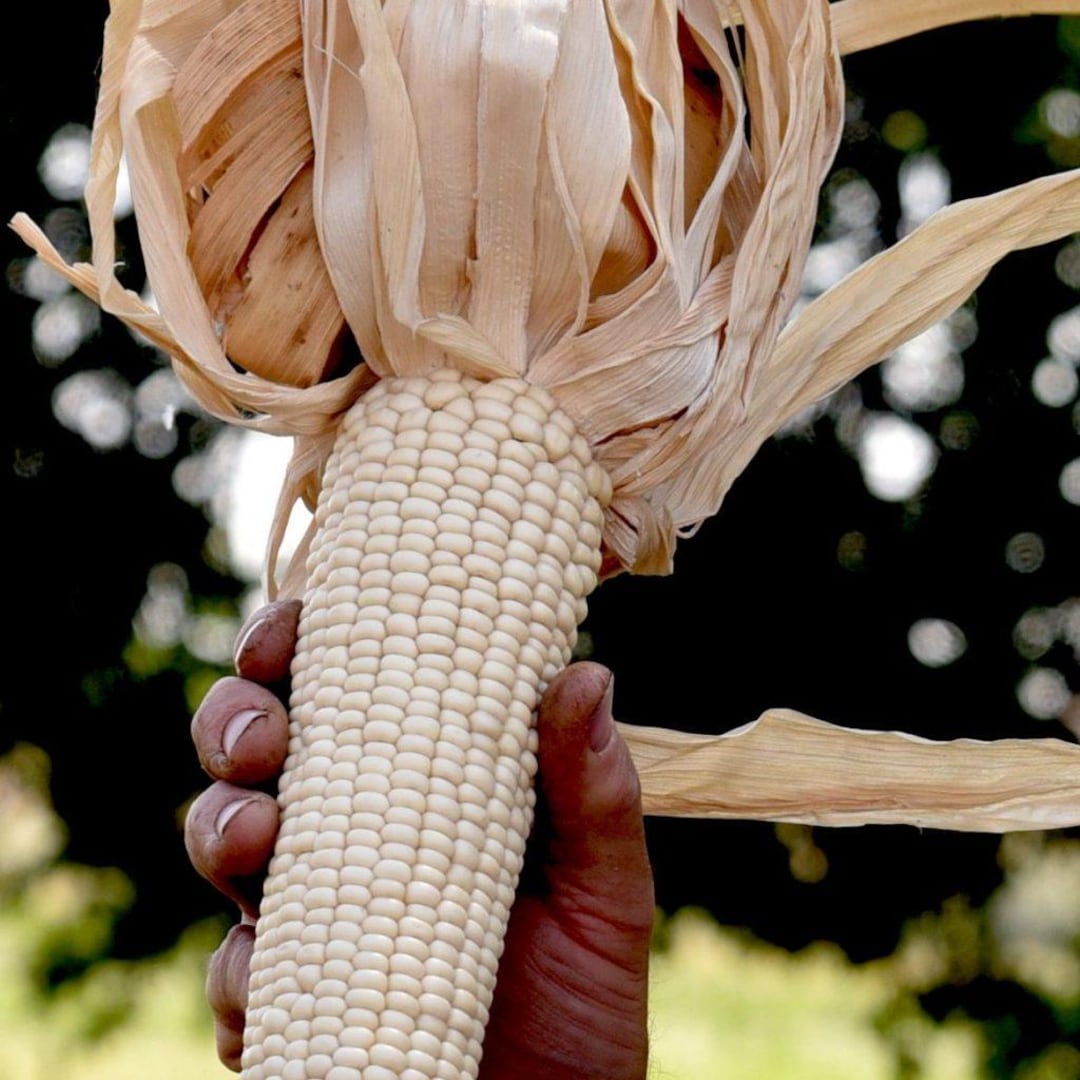 Concho Flour Corn Seeds: Organic Mexican Heirloom, Non-gmo - Etsy
