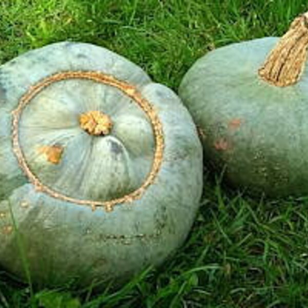 Mexican Native Seeds - Etsy