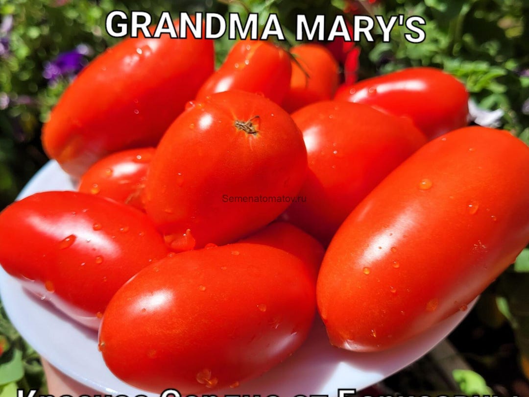Grandma Mary's Paste Tomato Seeds: Heirloom Roma, Open Pollinated - Etsy
