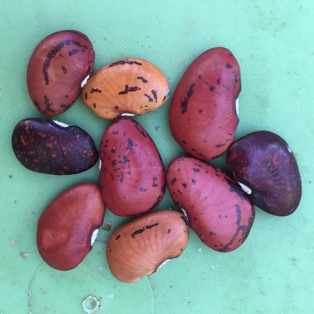 Hopi Red Lima, Dry Pole Bean, Hopi Heirloom Garden Seeds Open ...