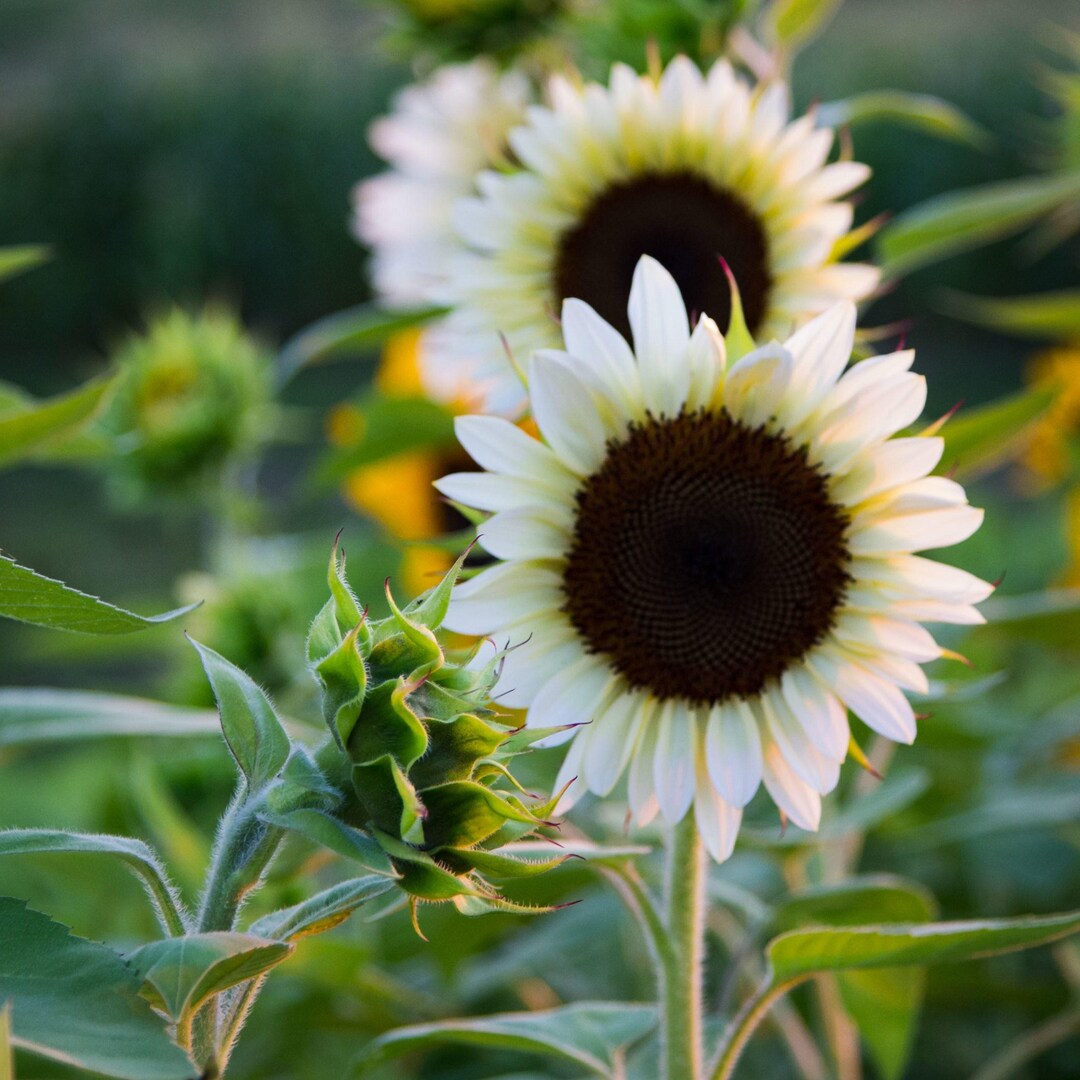 Italian White, Sunflower, Organic Heirloom Flower Garden Seeds - Non ...