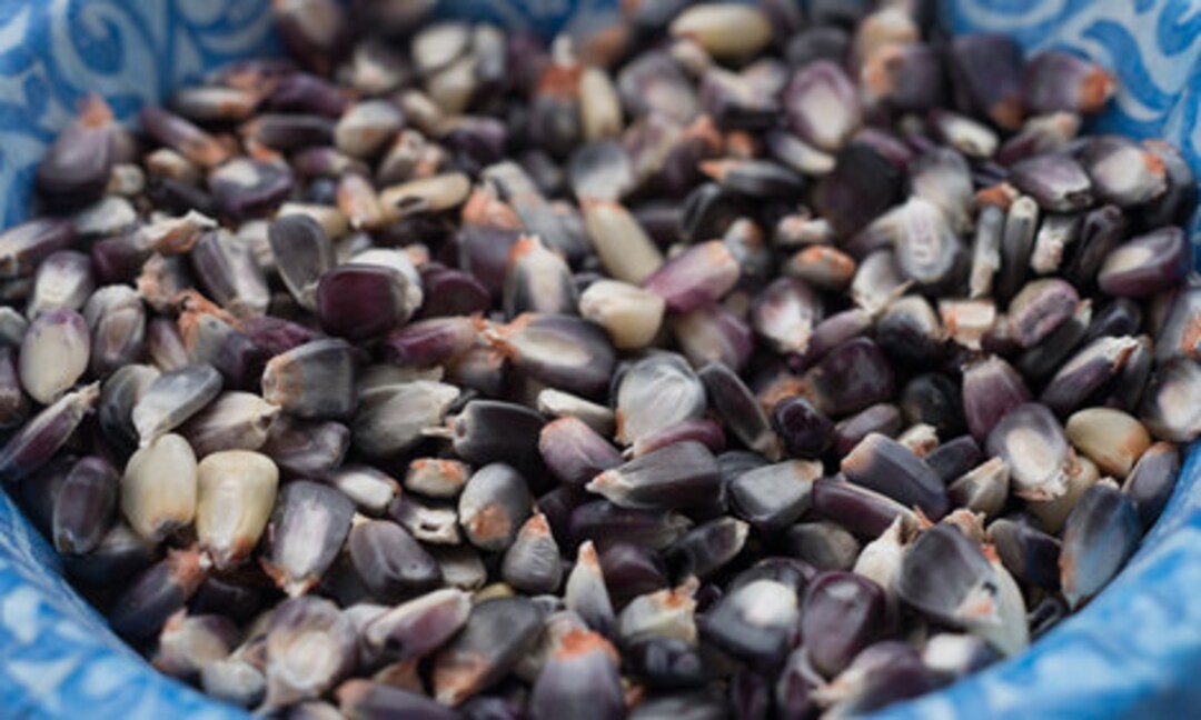 Corn Cherokee White Eagle Speckled Dent Corn Native American Corn ...