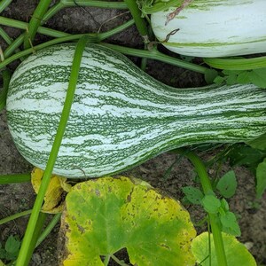 Green Striped Cushaw, Winter Squash, Southwest Heirloom Garden Seeds ...
