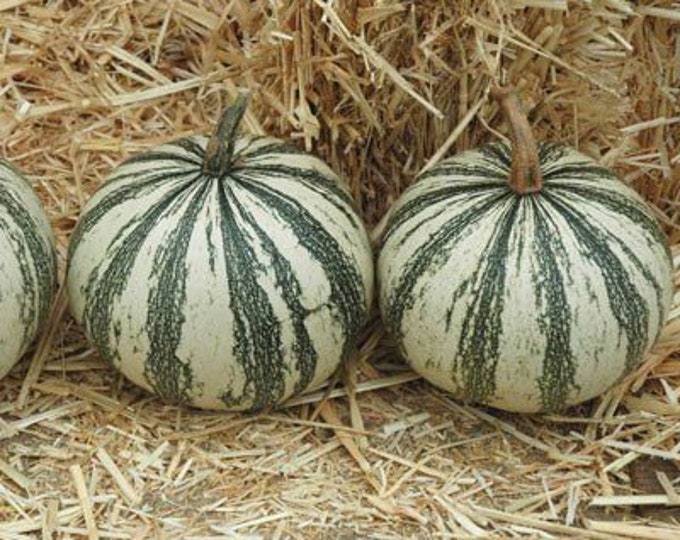 Silver Edge Pumpkin Seeds - Etsy