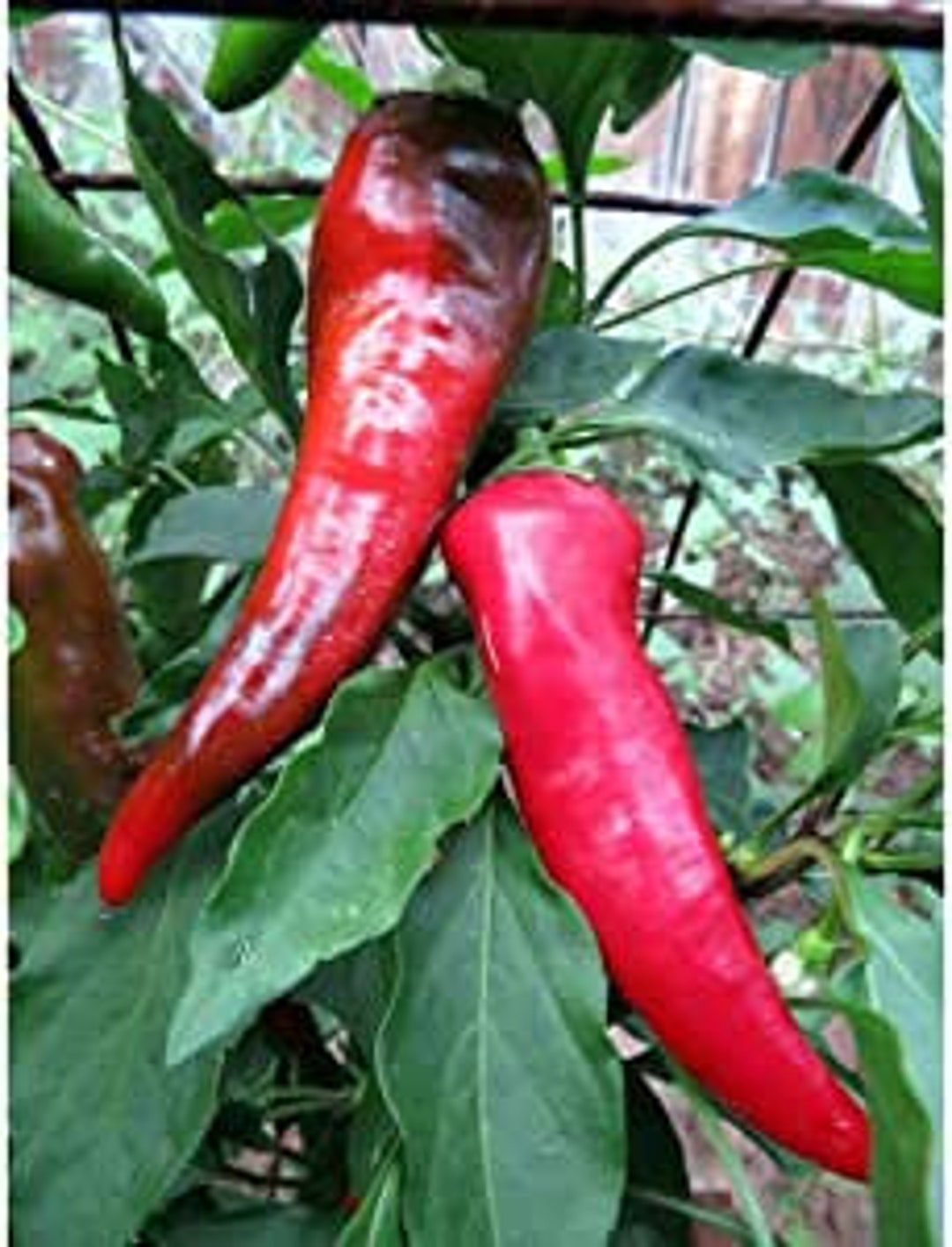 Cyklon Polish Paprika Hot Pepper Seeds Medium Hot Polish Heirloom Spice ...