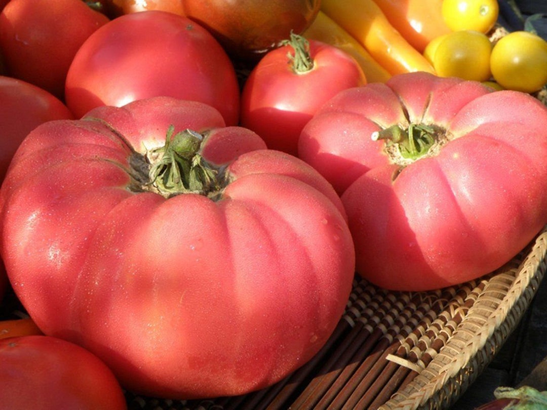 German Pink Tomato Seeds: Heirloom Bavarian Variety, Open Pollinated - Etsy