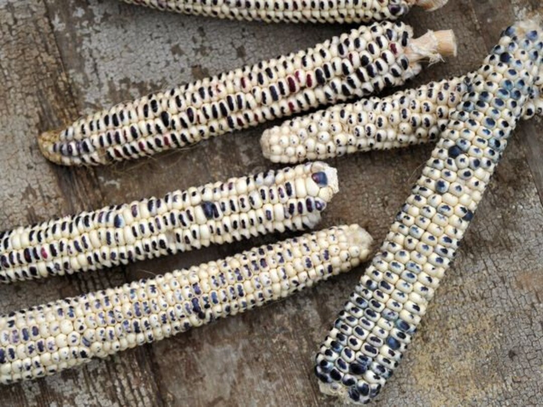 Montana Cudu, Flour Corn, Heirloom Garden Seeds Open Pollinated ...