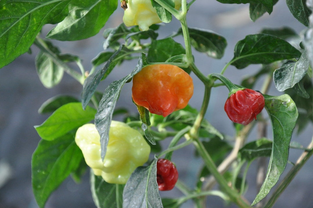 Sweet Bonnet, Sweet Pepper, Organic Heirloom Garden Seeds - Non-gmo ...