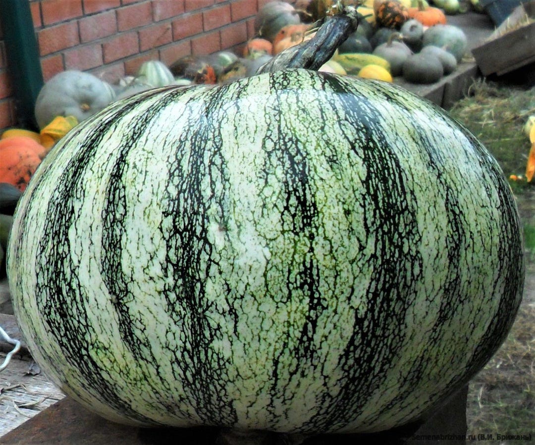 Silver Edge Winter Squash Seeds: Heirloom Non-gmo Pepita Seeds - Etsy