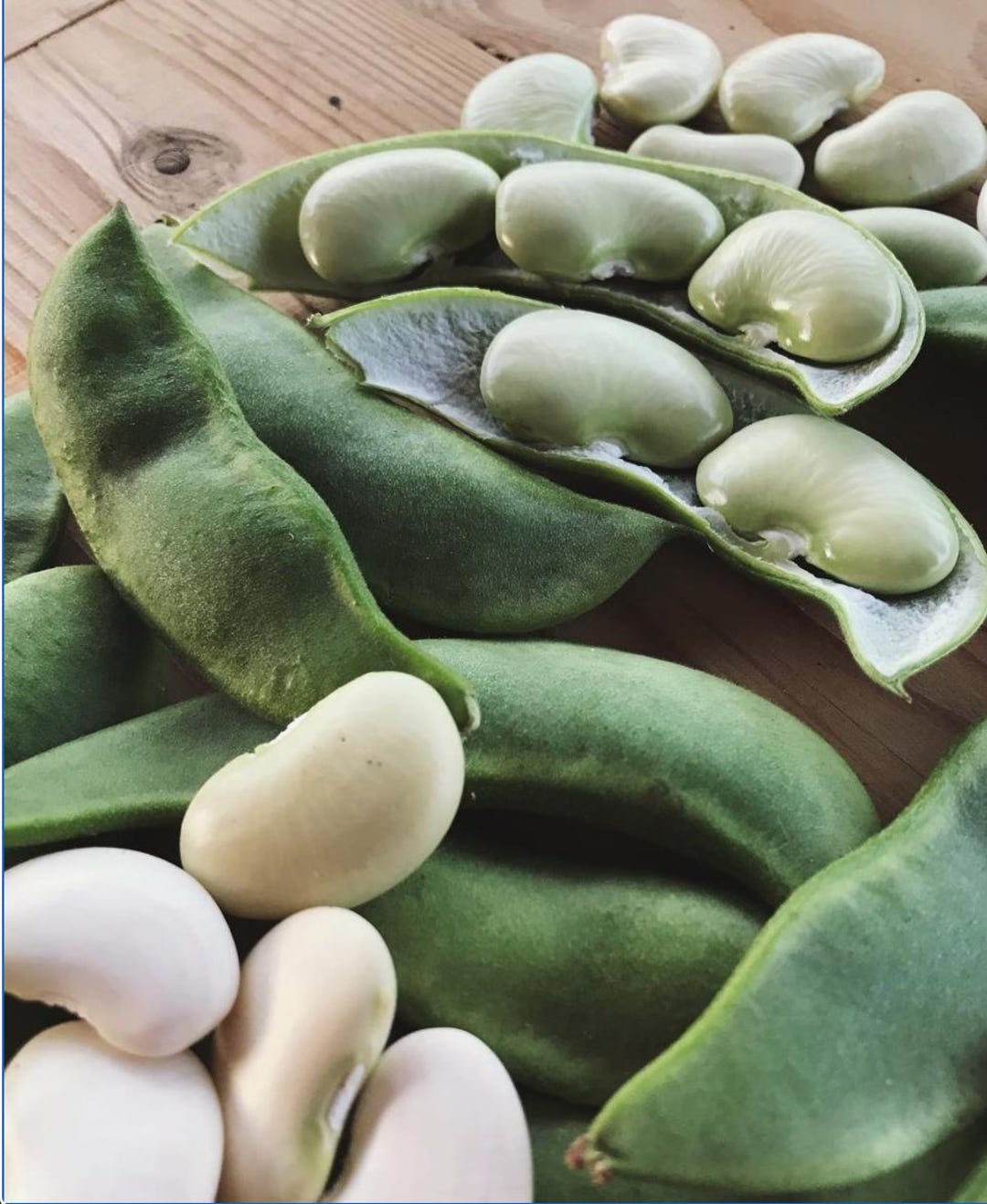 King of the Garden, Climbing Butter Pole Lima Bean, Heirloom Garden ...