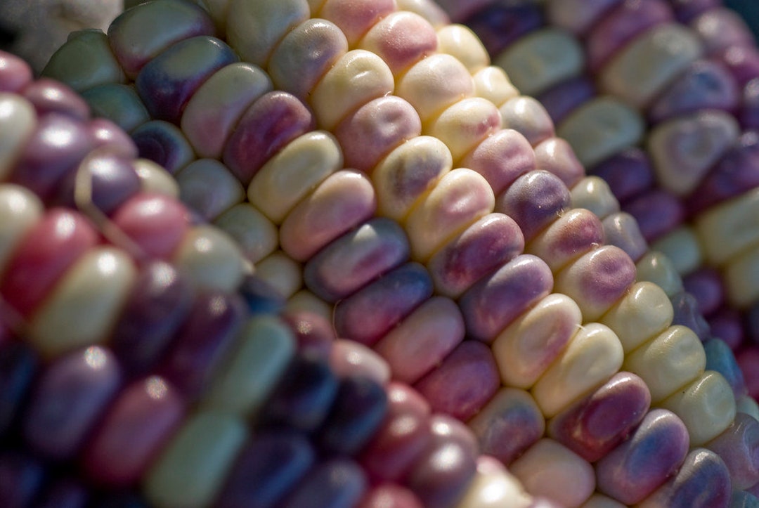 Rainbow Inca Sweet Corn Seeds: Heirloom Open Pollinated - Etsy