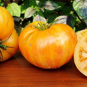 20+ Dwarf Confetti, Dwarf Tomato, Heirloom Garden Seeds Open Pollinated ...