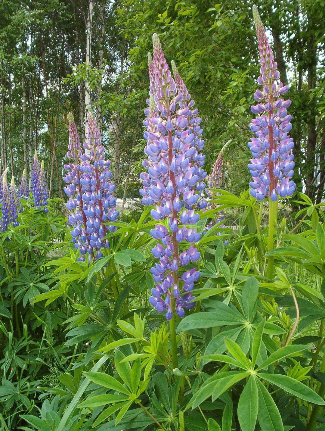 20+ Tarwi (chocho or Peruvian Lupin) Bean Seeds, Incan Superfood - Etsy