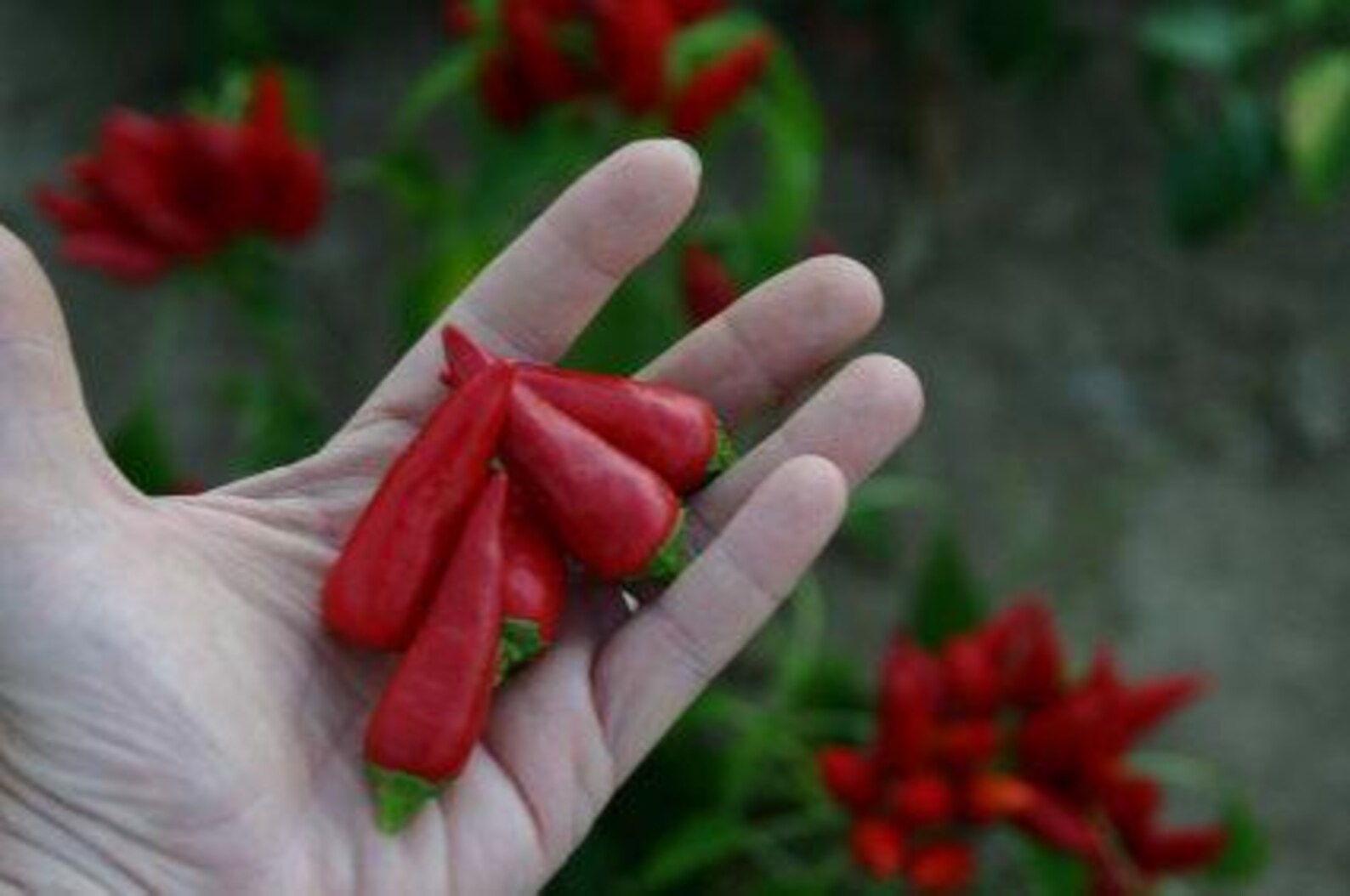 Mirasol Mosco Pueblo Chile Pepper Seeds: Rare Colorado Heirloom - Etsy