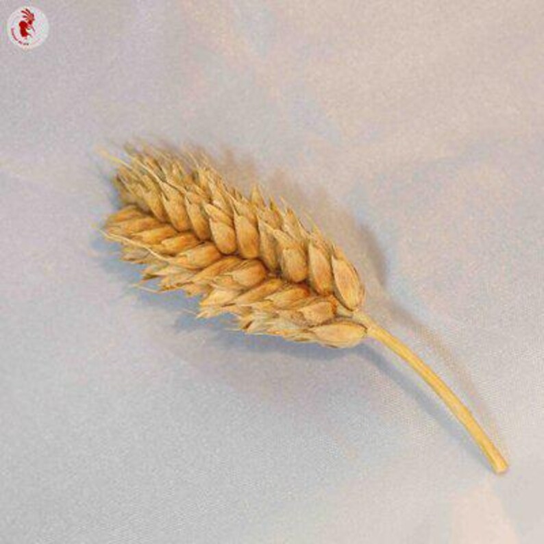 Pima Club Wheat Berries: 350+ Native Heirloom Ancient Grain Seeds ...